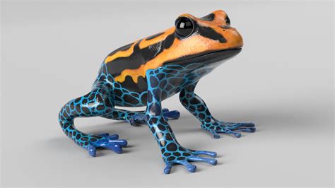 Poison Dart Frog Animated 3d Model Turbosquid 2124114