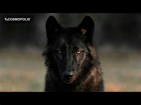 Descubre la fascinante relación entre perros y lobos Todo lo que