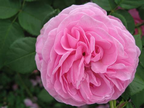 РОЗА Louise Odier / Rosa 'Louise Odier'
