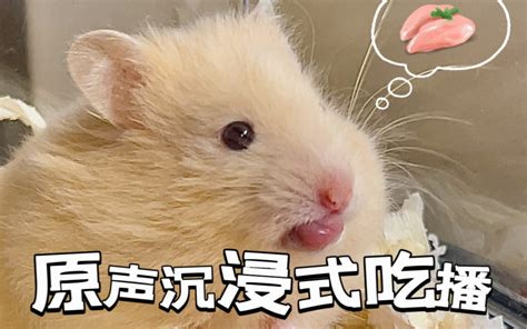 金丝熊原声沉浸式吃播~最后太可爱啦 大饼子粮仓 大饼子粮仓 哔哩哔哩视频