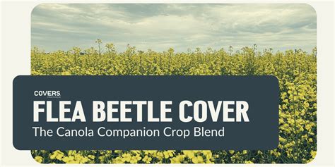 Flea Beetle Cover — A Plant Diversity Company