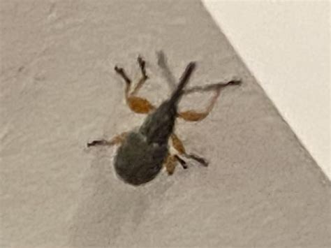 Tiny Time R Weeviltime