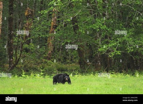 Black Bear Urus Americanus Eating Grass In A Field In The Rainforest