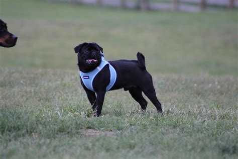 Anyone Else Have A Lean And Long Legged Pug Marvin Is 6 Months I Know