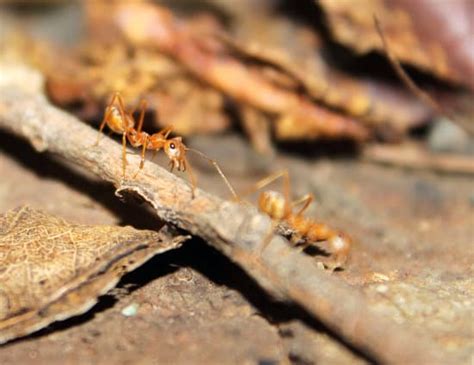 Why Do Ants Never Get Sick