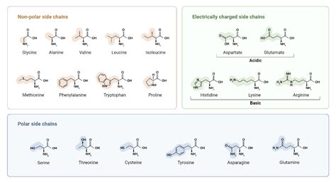 Amino Acid Chart Biorender Science Templates