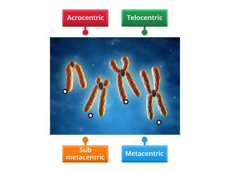 Classification Of Chromosomes Labelled Diagram
