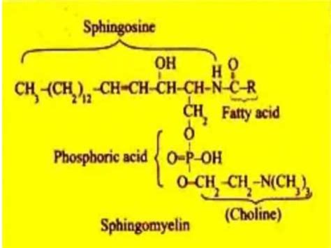Complex Lipids Phosholipid Structure And Function Pptx Chemistry Science