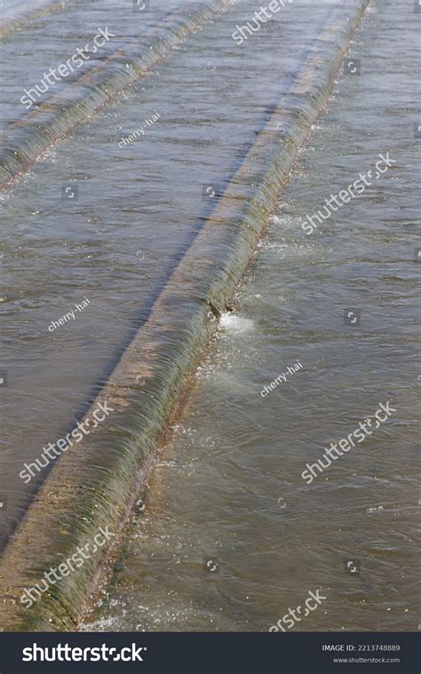 Qinghai Lake Naked Carp Migration Stock Photo 2213748889 Shutterstock