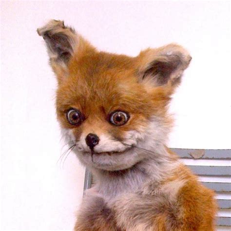 Create Meme Mad Fox Stoned Fox Meme Stoned Fox Pictures Meme