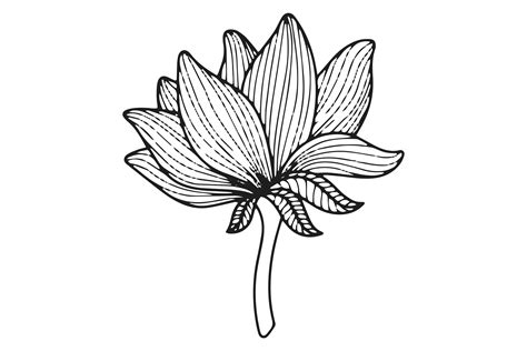 Japanese Flower Drawing Floral Bud Line Graphic By Ladadikart