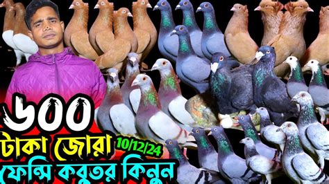 ৬০০ টাকায় ফেন্সি কবুতর কিনুন গোলাম রাব্বি ভাইয়ের খামার থেকে