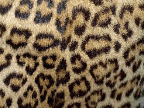 Leopard Print Compact Mirror On White Background