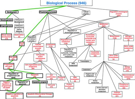 An Abridged Directed Acyclic Graph Dag Representation Of Gene