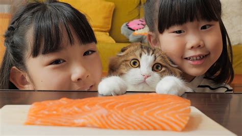 【咀嚼音】実験・もふ猫に初めてサーモンをあげてみた時の反応は！？ Youtube