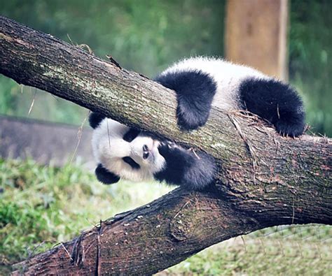 پاندا هایی که عاشق عکس سلفی هستند تصاویر