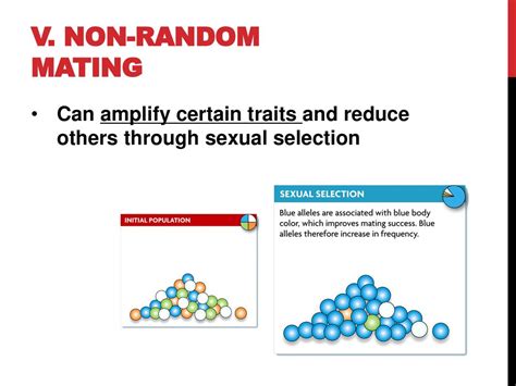 Hardy Weinberg Genetic Equilibrium Ppt Download