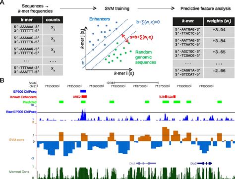 Discriminative Prediction Of Mammalian Enhancers From Dna Sequence