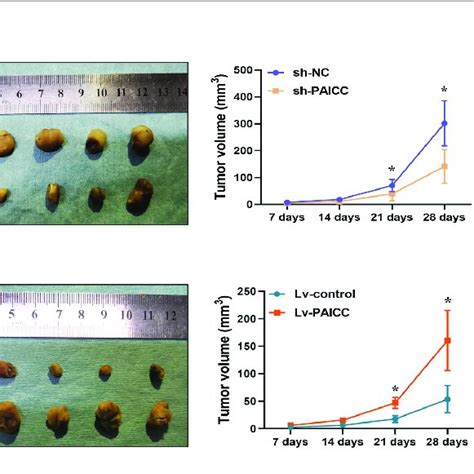 Lncrna Paicc Can Regulate Icc Growth In Vivo A Subcutaneous