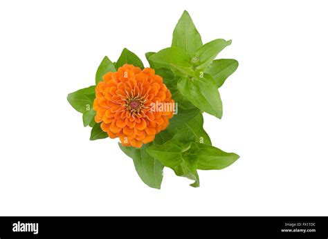 Blooming Zinnias Isolated On White Background Stock Photo Alamy