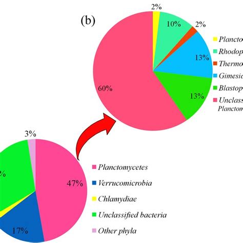 Pie Chart Showing A Relative Abundance Of Different Bacterial Phyla