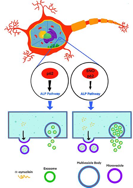 Frontiers A Minute Fraction Of α Synuclein In Extracellular Vesicles