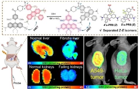 A Substituted‐rhodamine‐based Reversible Fluorescent Probe For In Vivo