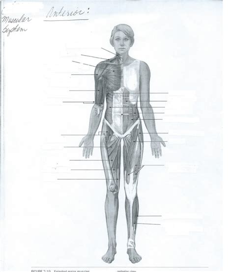 Anterior Muscles Diagram Quizlet