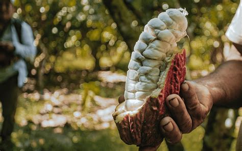 The Historical Evolution Of Cacao And Cocoa From Ancient Civilizations To Modern Markets