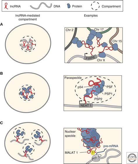 Approaches For Understanding The Mechanisms Of Long Noncoding RNA