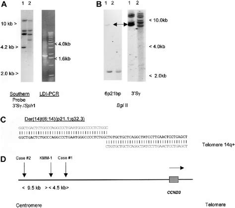 Ccnd3 Gene Semantic Scholar