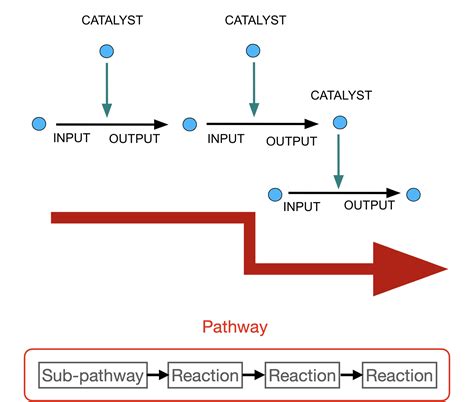 Foundation Of Reactome Reactome
