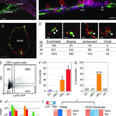 Pdf Whole Transcriptome Analysis Of Endothelial To Hematopoietic Stem