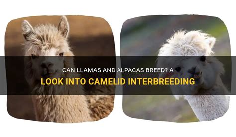 Can Llamas And Alpacas Breed A Look Into Camelid Interbreeding PetShun