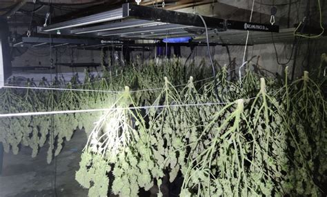 Detenidos Por Tráfico De Drogas Ayuntamiento De Elche
