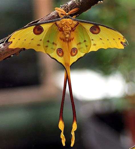 Comet Moth Facts Description And Pictures