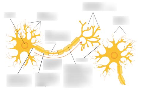 Diagram Of Components Of A Neuron Quizlet