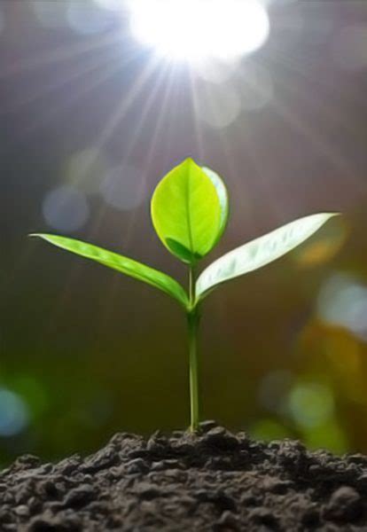 How To Test Electrical Conductivity Ec In Soil The Complete Guide