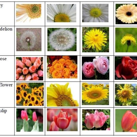Sample Of A Dataset For Five Species Download Scientific Diagram