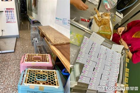 25貓關民宅全跳蚤、屎尿味 飼主見貓被帶走哭了：捨不得 Ettoday寵物雲 Ettoday新聞雲