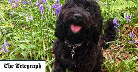 Pet Tales Molly The Cockapoo