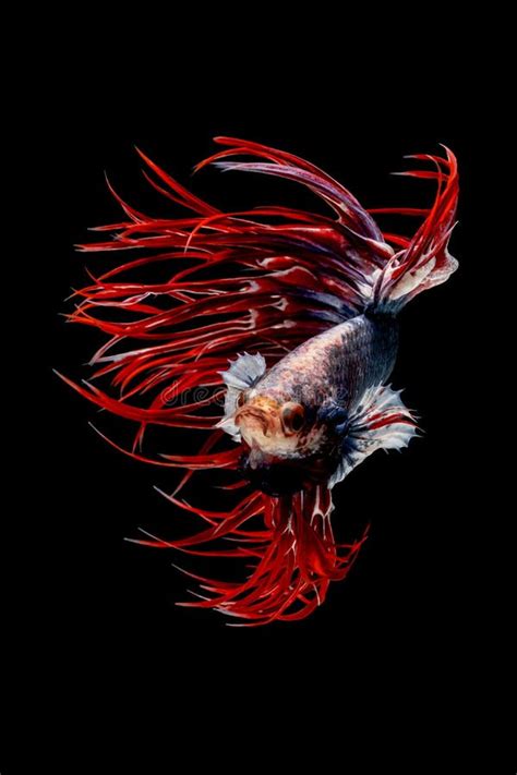 Beautiful Moving Moment Of Colorful Crown Tail Betta Splendens Or