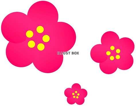 無料イラスト 梅のお花早春初春のお花