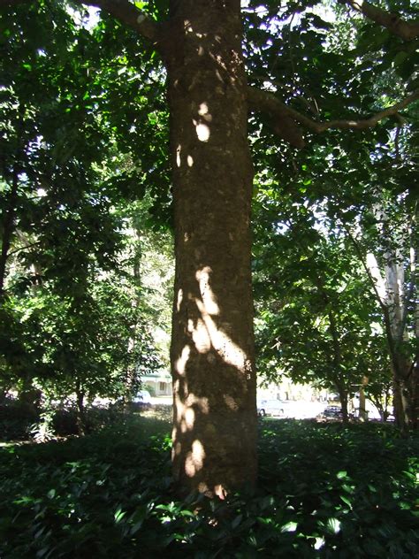 Forum Acha Cha Fruit Seeds