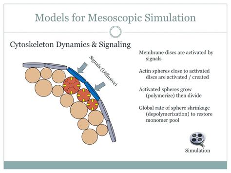 Ppt Models Of Cell Dynamics And Intercellular Communication Powerpoint Presentation Id2257221