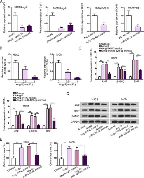MiR 129 5p Could Relieve The Response Of Cardiac Hypertrophy A QRT PCR