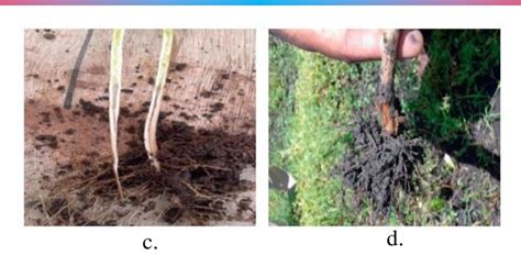 Figure 1 From An In Vitro Study Of The Spore Densities Effect Of
