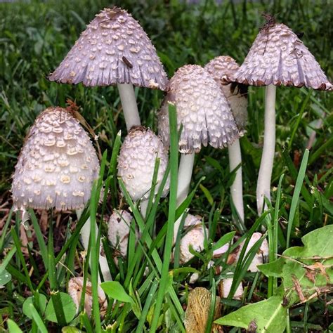 Premium Photo Mushrooms Growing On Grass