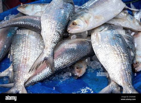 Hilsa Fish Or Tenualosa Ilisha For Sale In The Market It Is Also Known