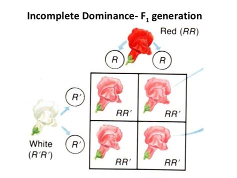 incomplete codominance multiple alleles